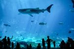 12 Best Things to Do at the Georgia Aquarium in Atlanta